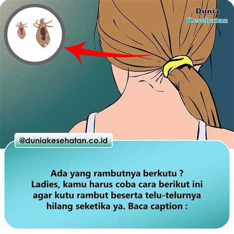 Cara Menghilangkan Kutu Dan Telur Kutu