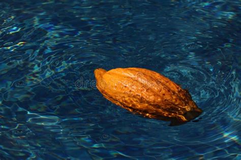Yellow Cocoa Pod Floating On A Pool Stock Image Image Of Delicious