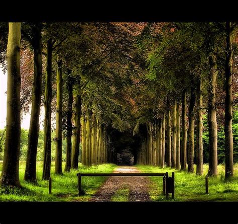 A Place Where TomTom Stops Working Tree Tunnel Places Landscape