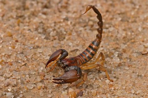 Scorpion Fascinating Africa