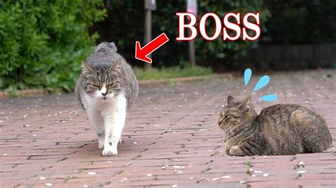 ボス猫に道を譲る猫 Give Way To Boss Cat Youtube