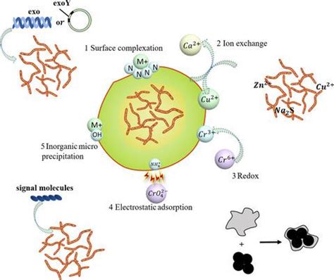 细胞外高分子物质对重金属的生物吸附及其功效的提高综述 Letters in Applied Microbiology X MOL