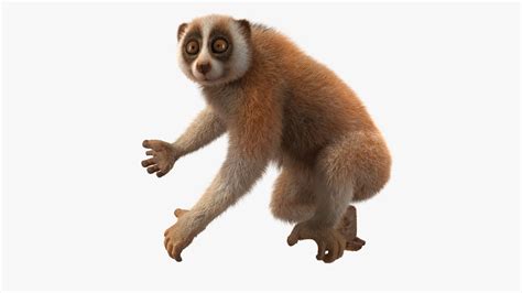 Nycticebus Pygmaeus Fur 3d Model Turbosquid 2140996