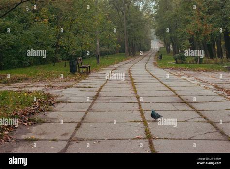 Empty Path In Autumn Park October Landscape Fall In Parkland Road In Silent Park Perspective