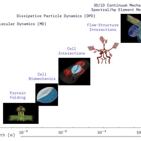 A Cascade Of Spatial And Temporal Scales Governing Key Biophysical Download Scientific Diagram