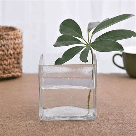 4 Inch 10 Cm Square Glass Vase Green Earth Nurseries