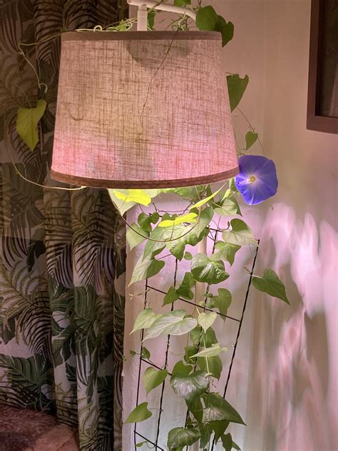 Plamp Survived The House Sitter Had A Little Buddy When I Got Home