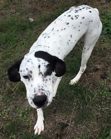 Pointer Dalmation Mix