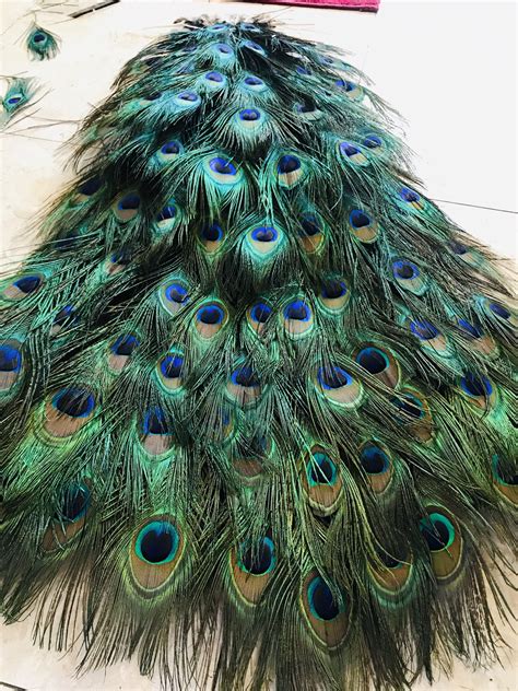 Peacock Tail Costume Peacock Halloween Costume Peacock Costume Diy Peacock Costume