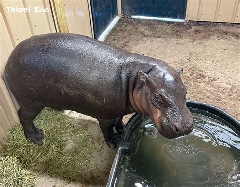 臺北市立動物園 新聞稿 臺北侏儒河馬赴美國動物園－動物保育合作不受疫情影響