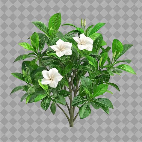 Dwarf Gardenia With Windswept Form And Have Dark Green Color Png