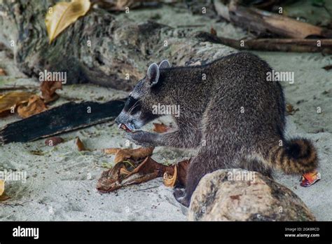 Crab Eating Raccoon Procyon Cancrivorus In National Park Manuel Antonio