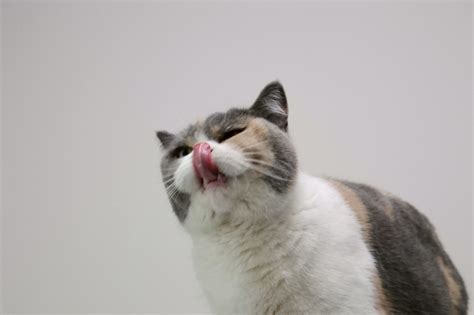 沐米宠物 英国短毛猫英短三花色沐米猫舍 站酷zcool