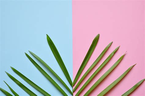 크리에이 티브 최소한의 여름 아이디어입니다 녹색 잎 지점입니다 팜 파스텔 색상에 단풍 텍스트에 대 한 빈 공간을 가진 열 대 이국적인 배경입니다 개념 창조적인 예술입니다