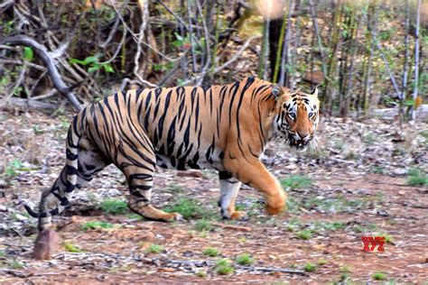 Man Killed By Tiger In Dudhwa Reserve Social News Xyz