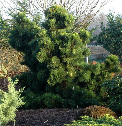 Thunderhead Front Yard Garden Landscaping Plants Front Yard