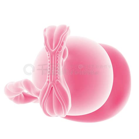 白色高清图片 胎儿发育 第5周 胎儿发育 第5周图片免费下载 5120589137 千图网pro