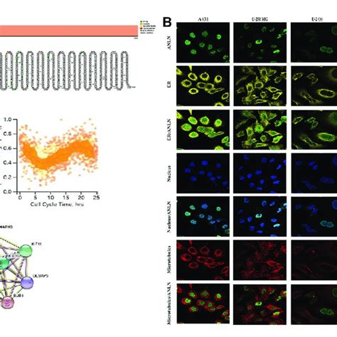 Topology Localization Expression Profile And Protein Interaction Download Scientific Diagram