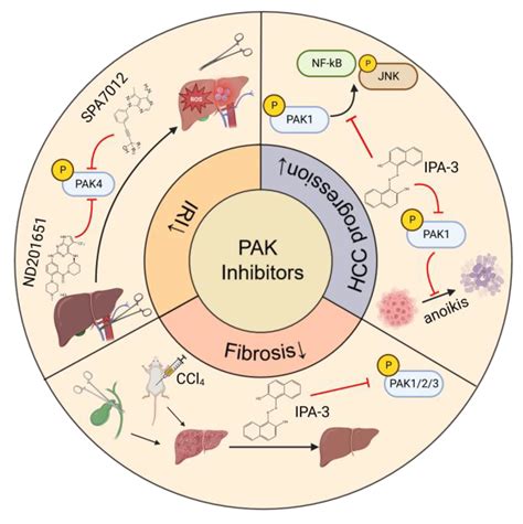 p 21 activated kinases in liver disorders encyclopedia mdpi
