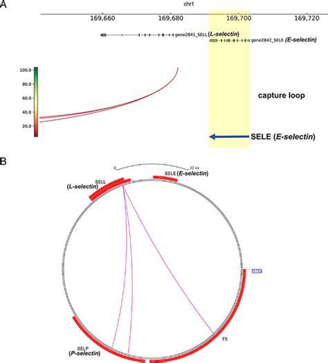 Oxidative Stress Induces E Selectin Expression Through Repression Of