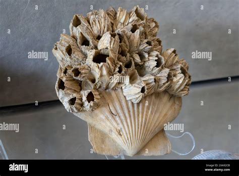 Fossilized Barnacles On A Bivalve Pelecypod Shell In The Byu