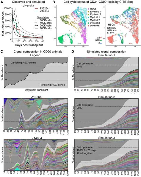 Simulation Of A Stochastic Hsc Engraftment A Overlay Of Observed Download Scientific Diagram