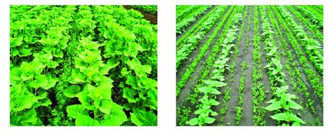 Spatial Arrangement Of The Sunflower Legume Intercropping Six Rows Of