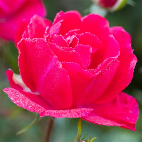 Yougarden Raspberry Royale Bare Root Rose 2 Pack Homebase
