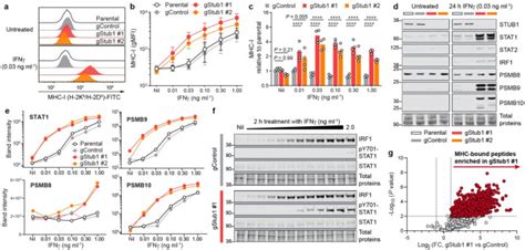 Stub1 Is An Intracellular Checkpoint For Interferon Gamma Sensing Pmc