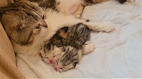 Маленькие котята ползают как червячки🪱 мяукают🐈зовут маму кошку Youtube