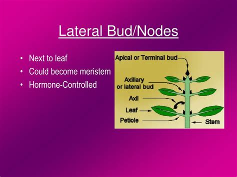 Ppt Plant Growth Powerpoint Presentation Free Download Id5617334