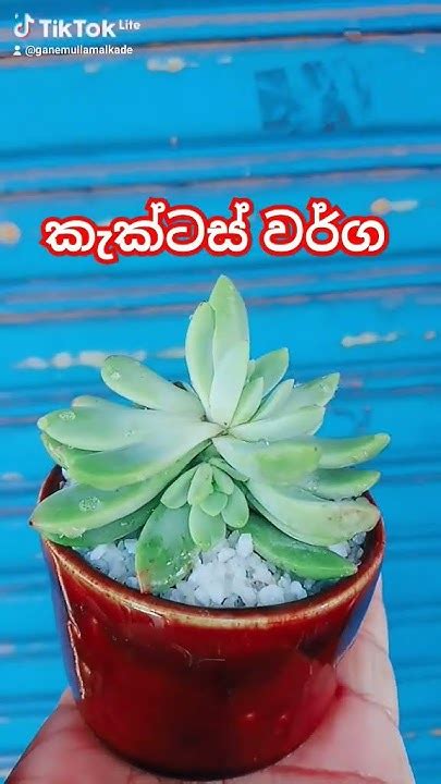 කැක්ටස් වර්ග ගනේමුල්ල මල් කඩේ Natural Plants Sri Lanka Garden