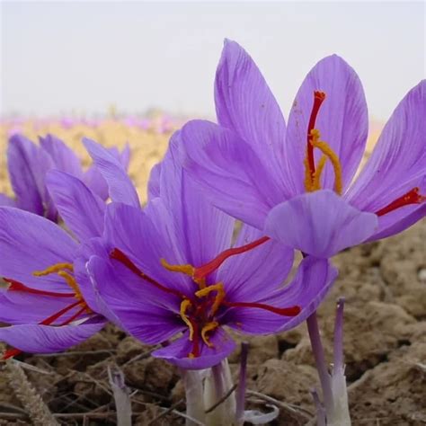 خرید و قیمت مربا گلبرگ زعفرون مربالی از غرفه مربالی