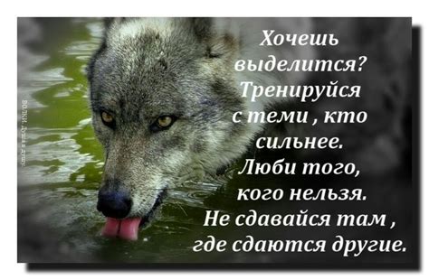 Пин от пользователя Ольга Бушуева на доске Статусы про волков