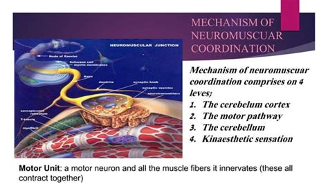 Neuromuscular Coordination Pptx Physical Therapy Wellness