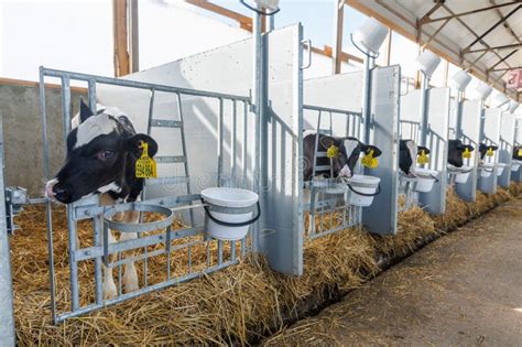 Row Of Newborn Calves In Stall Close Up On Modern Industrial Dairy Farm