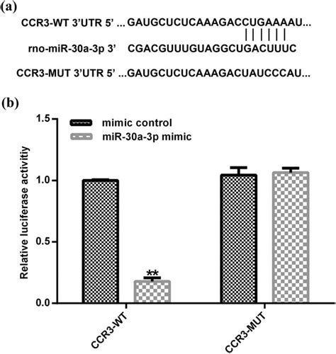 ccr3 is a target gene of mir 30a 3p a the interaction between