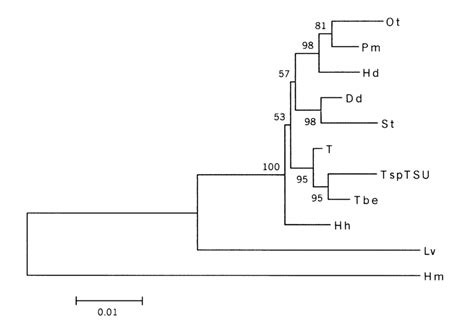 Phylogenetic Tree Inferred From Genetic Distances By The Download