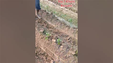 छोटा पावर टिलर मिर्च में मिट्टी लगाने के अनेक फायदे Farming