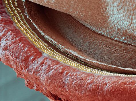 Cochlea Coil Section Sem Photograph By Oliver Meckes Eye Of Science