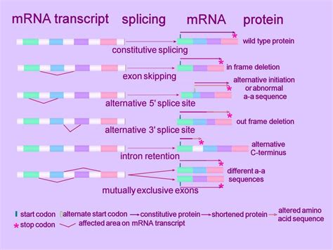 Chemistry Of Life Alternative Splicing