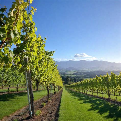 Our Story Hortex Marlborough Vineyard Specialists