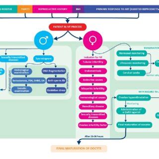 Workflow Of Creation And Validation Of Embryo Quality Development Using Download Scientific