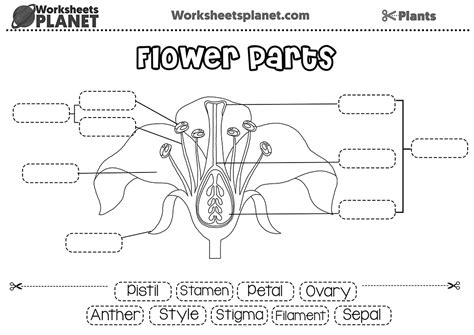 Parts Of A Flower Labelling Resource Worksheets Library