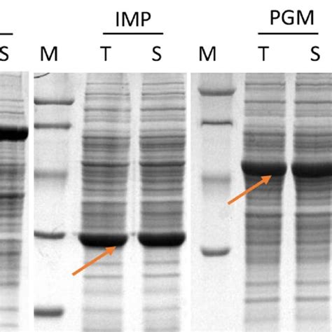 Sds Page Analysis Of Targeted Protein Expression In B Subtilis Sck22