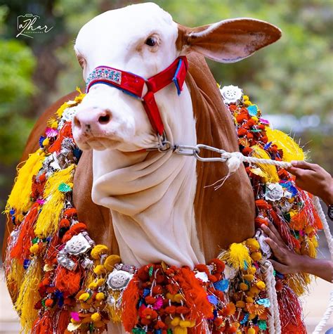 Pakistan Qurbani Lovers Added A Pakistan Qurbani Lovers