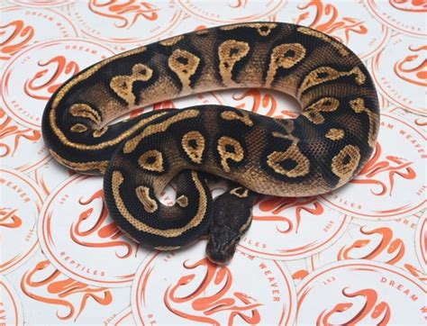 Wookie P Blackhead 100 Het Lavender Albino 50 Het Clownpied Ball Python By Dream Weaver Wookie P Blackhead 100 Het Lavender Albino 50 Het Clownpied Ball Python By Dream Weaver