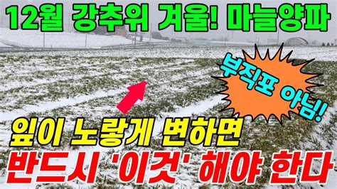 12월 겨울 양파 마늘이 강추위에 갑자기 노랗게 변한다면 이것을 꼭하셔야 합니다 Youtube