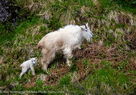 Mountain Goats Kenai Fjords National Park Alaska Photo Blog
