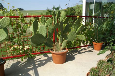 Kaktus Des Jahres 2019 Opuntia Ficus Indica Deutsche Kakteen